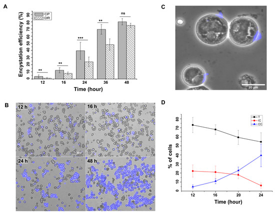 Novel Insights into the Wattle and Daub Model of Entamoeba Cyst Wall ...