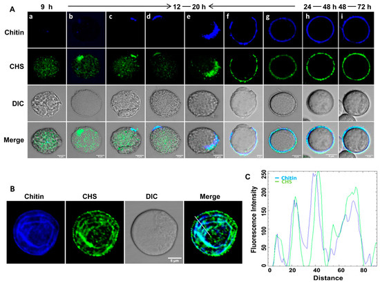 Novel Insights into the Wattle and Daub Model of Entamoeba Cyst Wall ...