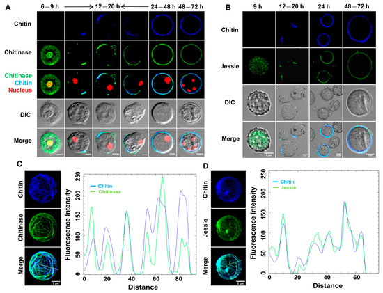 Novel Insights into the Wattle and Daub Model of Entamoeba Cyst Wall ...