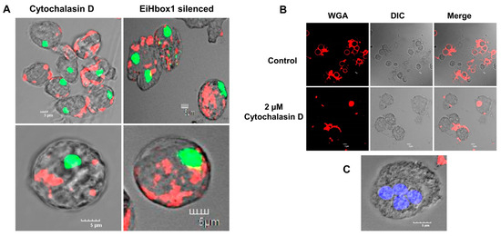 Novel Insights into the Wattle and Daub Model of Entamoeba Cyst Wall ...