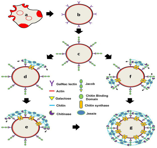 Novel Insights into the Wattle and Daub Model of Entamoeba Cyst Wall ...