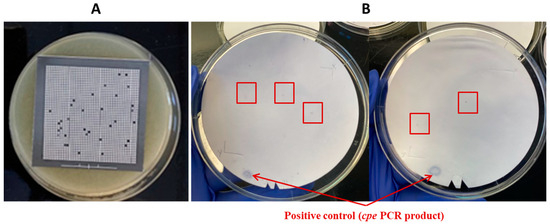Pathogens | Free Full-Text | Addressing Current Challenges in Poultry ...
