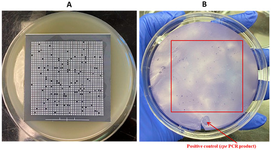 Pathogens | Free Full-Text | Addressing Current Challenges in Poultry ...