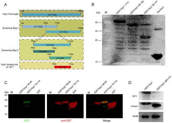 Anti-Hcp1 Monoclonal Antibody Is Protective against Burkholderia ...