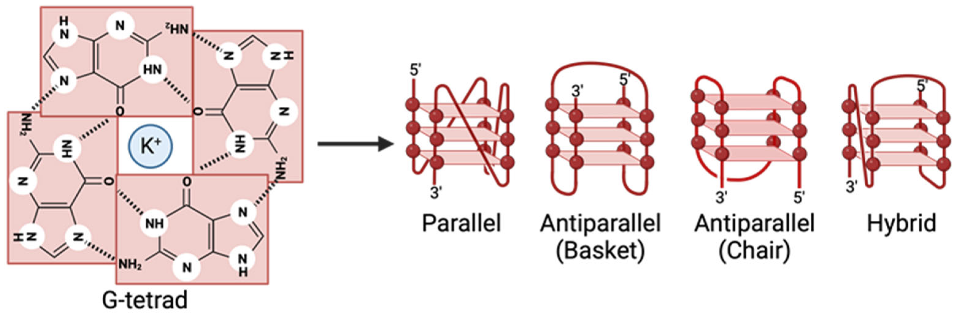 Pathogens | Free Full-Text | G-Quadruplexes in the Regulation of Viral ...