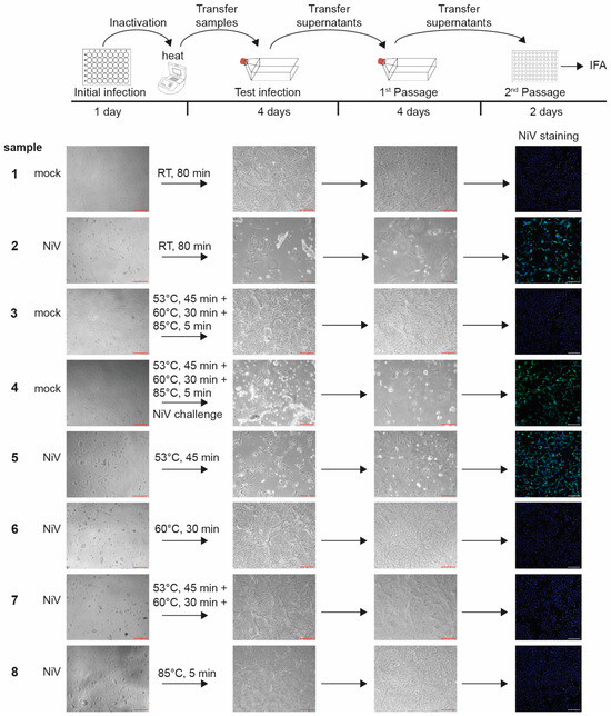 Heat Inactivation of Nipah Virus for Downstream Single-Cell RNA ...