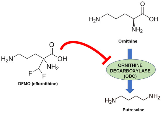 Pathogens | Free Full-Text | Polyamine Metabolism for Drug Intervention ...