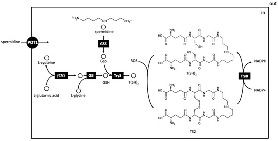 Polyamine Metabolism for Drug Intervention in Trypanosomatids