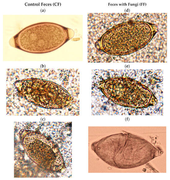 Formulating Parasiticidal Fungi in Dried Edible Gelatins to Reduce the ...