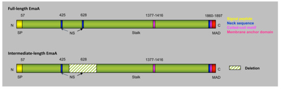 The Trimeric Autotransporter Adhesin EmaA and Infective Endocarditis