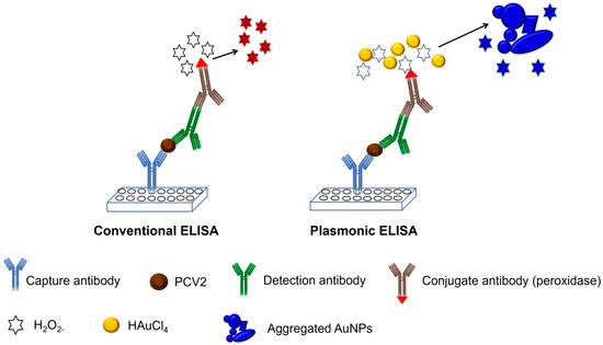 Development of a Gold Nanoparticle-Based ELISA for Detection of PCV2
