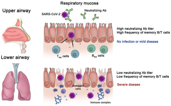Pathogens | Free Full-Text | Mucosal Immunity against SARS-CoV-2 in the ...