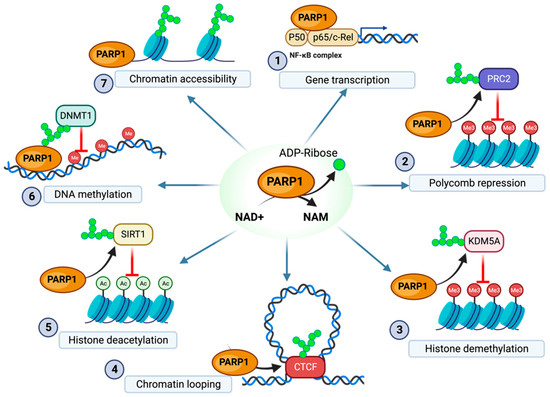 PARP1 as an Epigenetic Modulator: Implications for the Regulation of ...