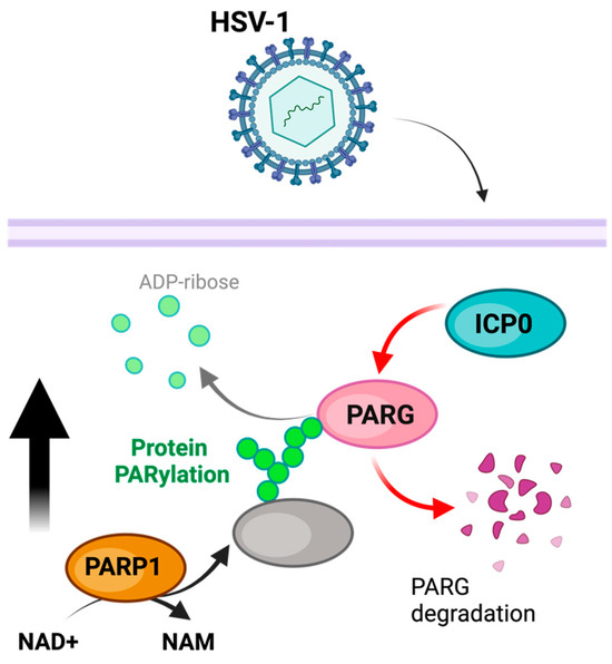PARP1 as an Epigenetic Modulator: Implications for the Regulation of ...