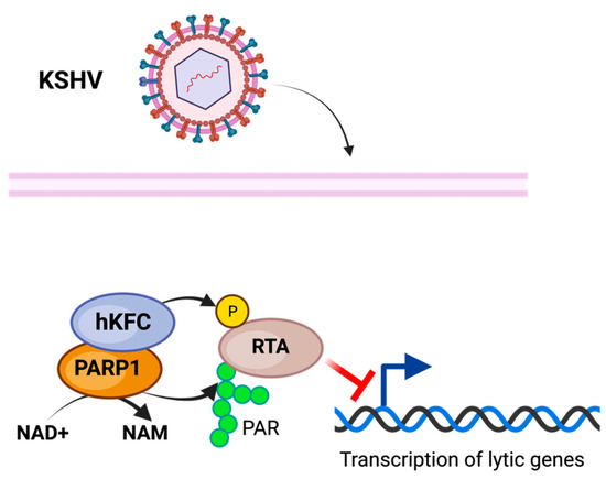 PARP1 as an Epigenetic Modulator: Implications for the Regulation of ...