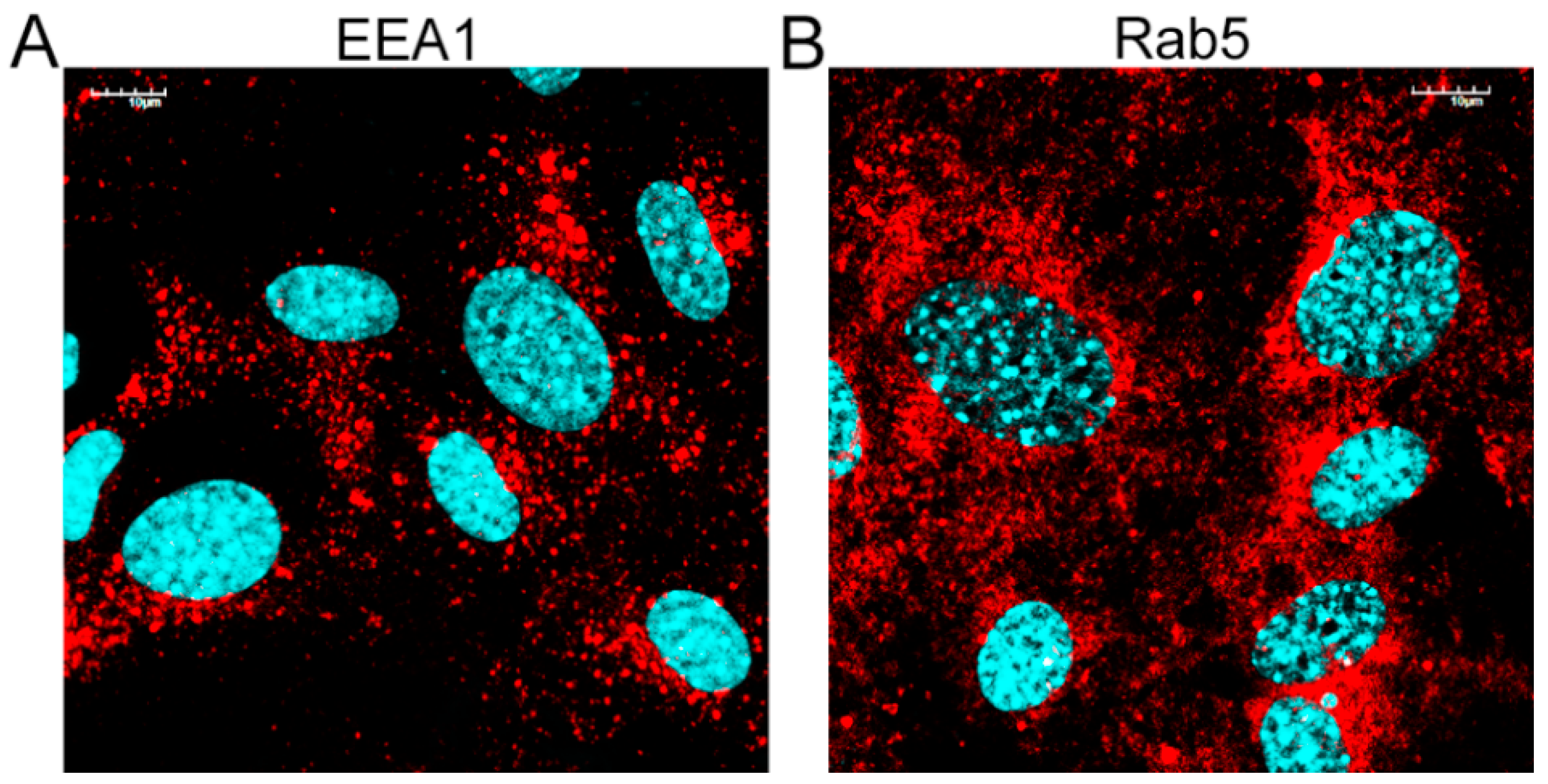 Pathogens | Free Full-Text | Human Adenovirus Entry and Early Events during Infection of Primary ...