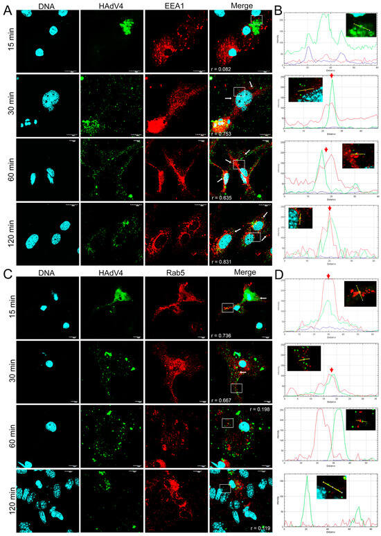 Human Adenovirus Entry and Early Events during Infection of Primary ...