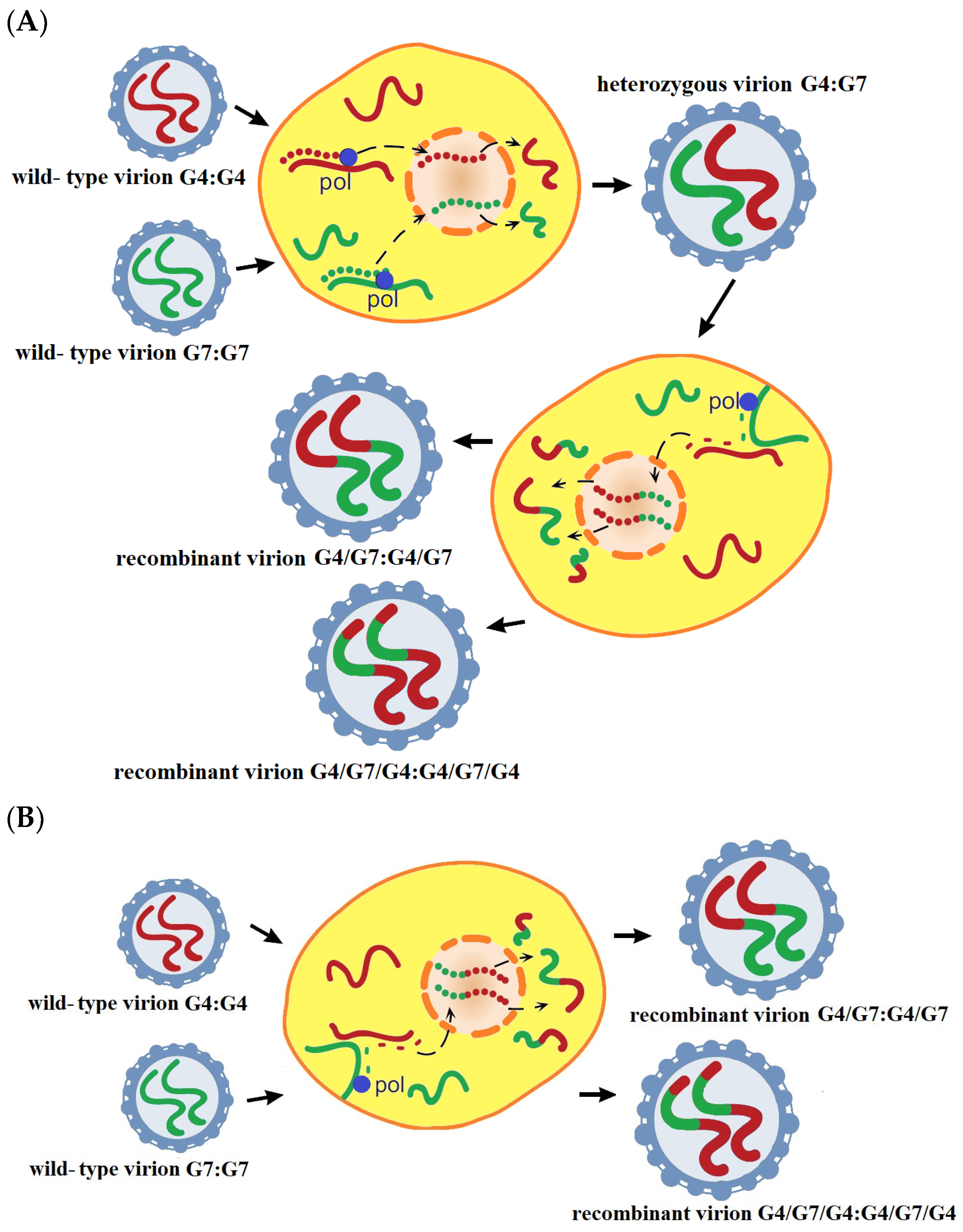 Genetic Variability of Bovine Leukemia Virus: Evidence of Dual ...