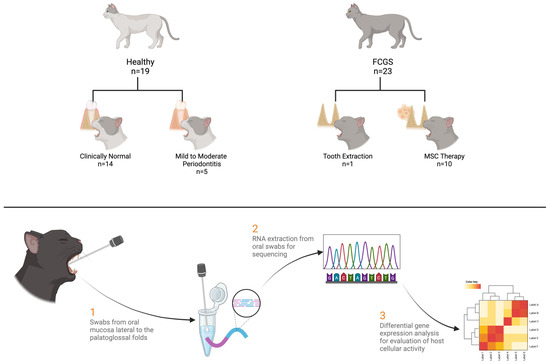 Feline Chronic Gingivostomatitis Diagnosis and Treatment through ...