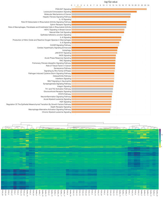 Feline Chronic Gingivostomatitis Diagnosis and Treatment through ...