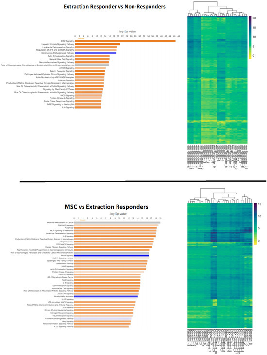Feline Chronic Gingivostomatitis Diagnosis and Treatment through ...