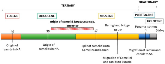 Sarcocystis spp. of New and Old World Camelids: Ancient Origin, Present ...