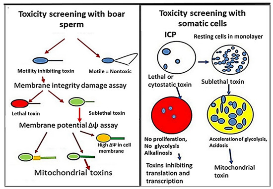 Pathogens | Free Full-Text | Toxicity Screening of Fungal Extracts and ...