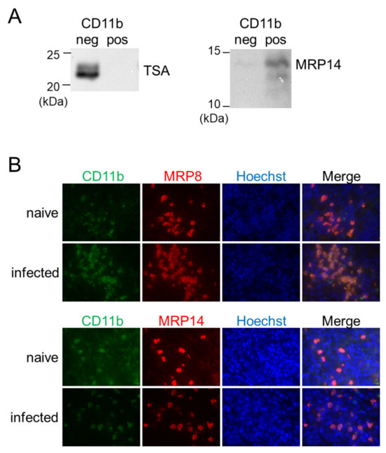 Inflammatory CD11b+ Macrophages Produce BAFF in Spleen of Mice Infected ...