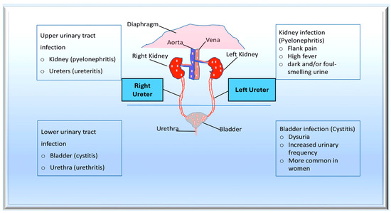 Pathogens | Free Full-Text | Current Knowledge of Enterococcal ...