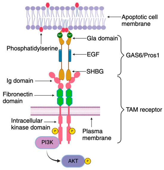 Pathogens | Free Full-Text | Role of TAM Receptors in Antimalarial ...