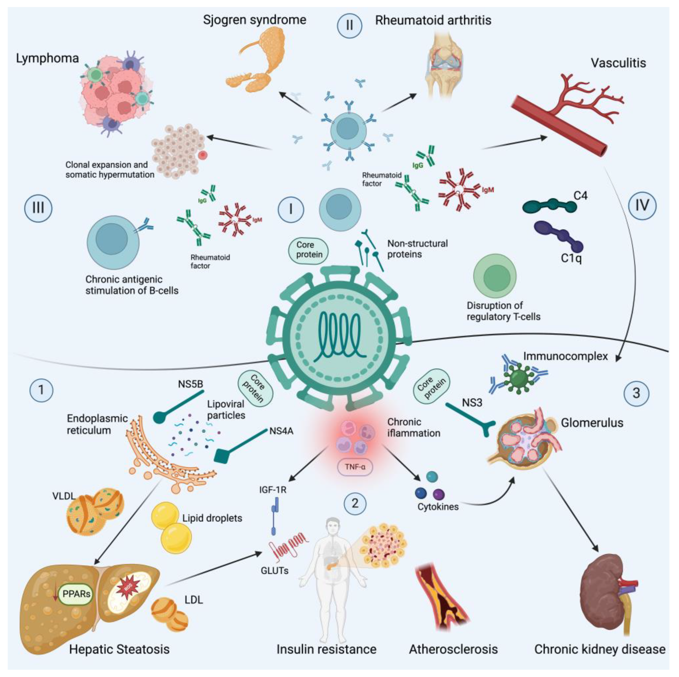 Pathogens | Free Full-Text | Chronic Hepatitis C Virus Infection, Extrahepatic Disease and the ...