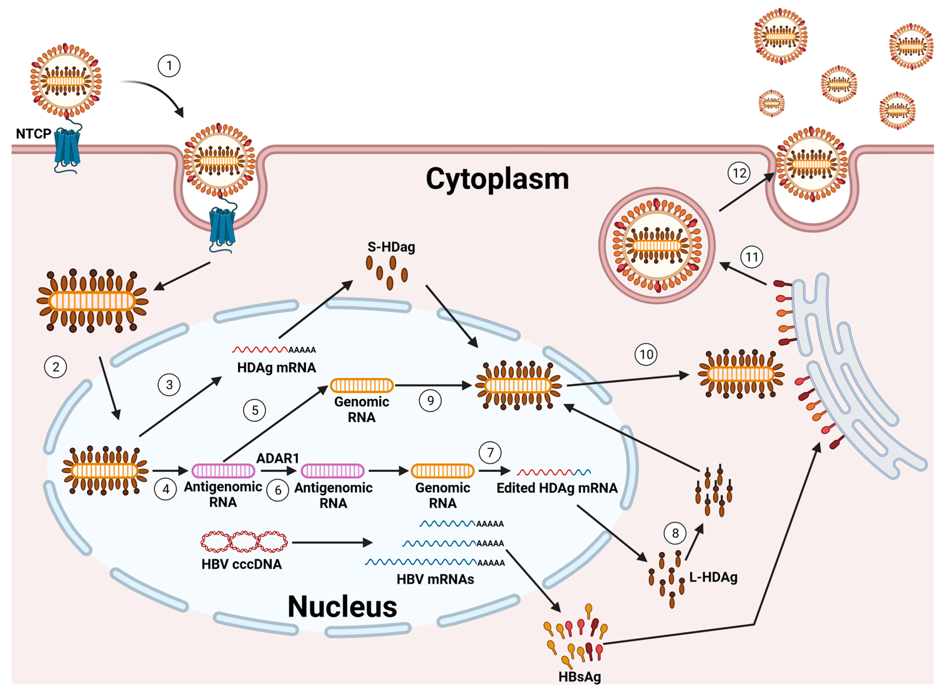 Hepatitis Delta Virus and Hepatocellular Carcinoma