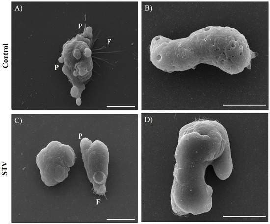 Entamoeba Histolytica Under Microscope