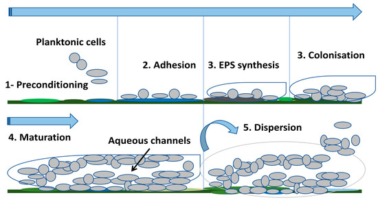 Pathogens | Free Full-Text | Medical Device-Associated Biofilm ...