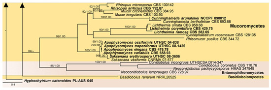Humans vs. Fungi: An Overview of Fungal Pathogens against Humans