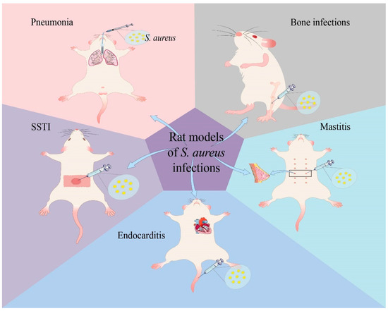 The Application of Rat Models in Staphylococcus aureus Infections