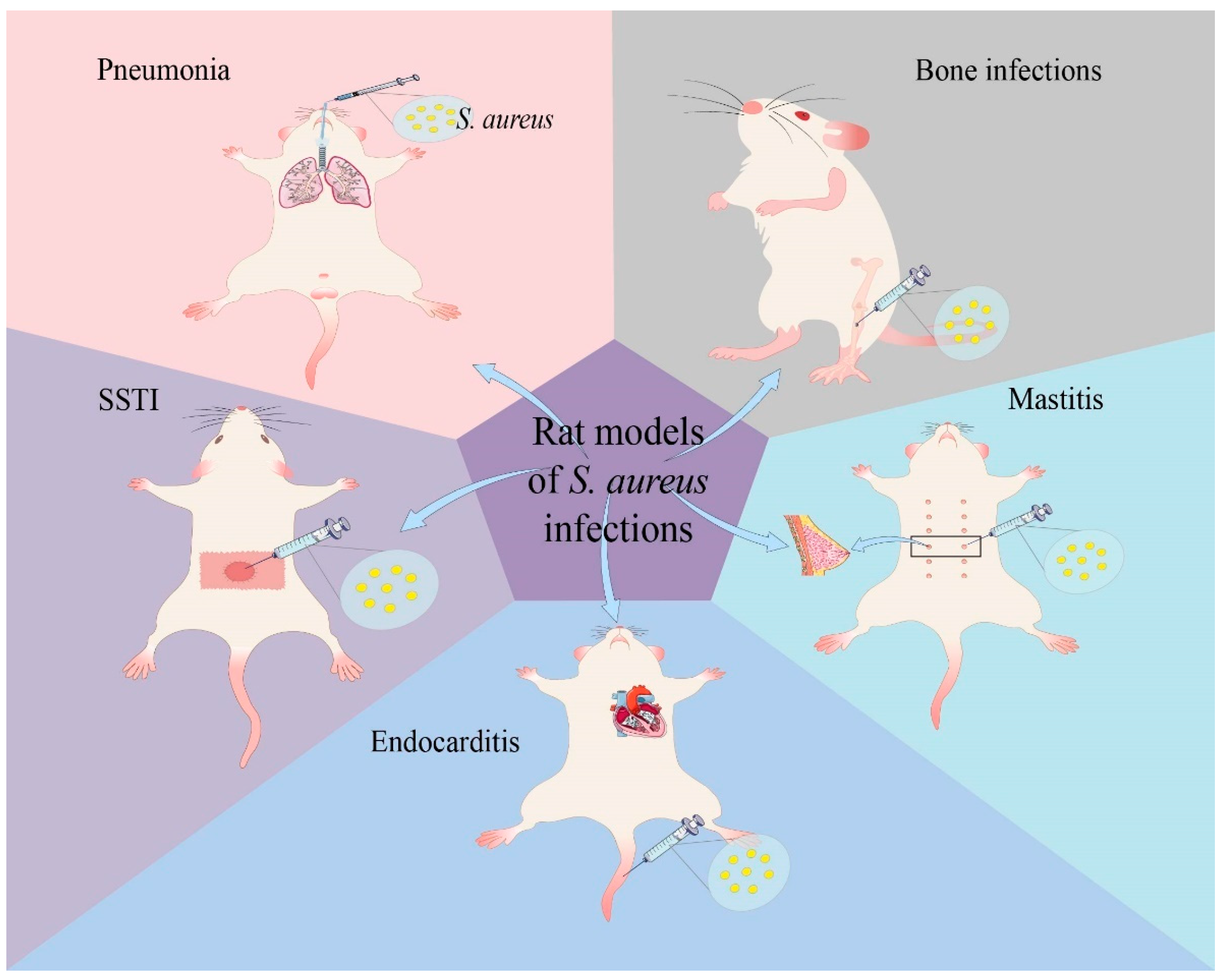 The Application of Rat Models in Staphylococcus aureus Infections