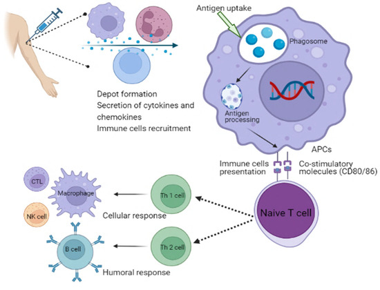 Current Progress in the Science of Novel Adjuvant Nano-Vaccine-Induced Protective Immune Responses