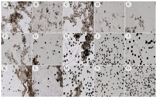 The Phylogenetic Characterization of Balantioides coli Isolated in the ...