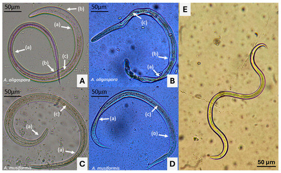 Assessing the In Vitro Individual and Combined Effect of Arthrobotrys ...