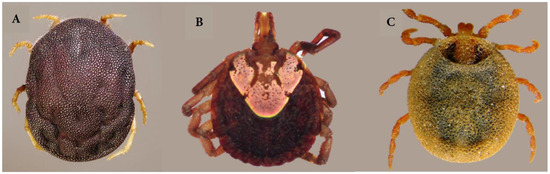 Hard Ticks as Vectors: The Emerging Threat of Tick-Borne Diseases in India