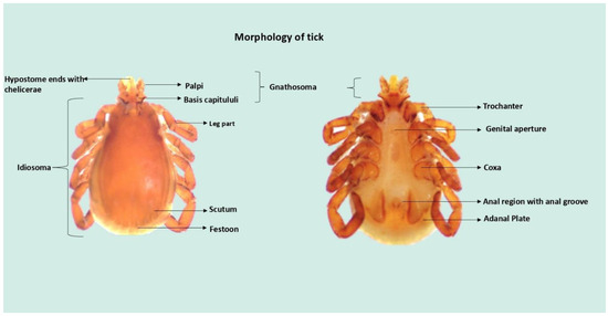 Hard Ticks as Vectors: The Emerging Threat of Tick-Borne Diseases in India