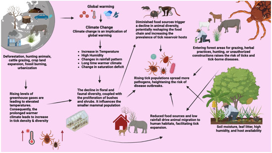 Hard Ticks as Vectors: The Emerging Threat of Tick-Borne Diseases in India