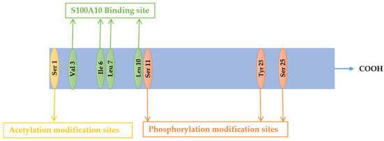 Annexin A2: A Double-Edged Sword in Pathogen Infection
