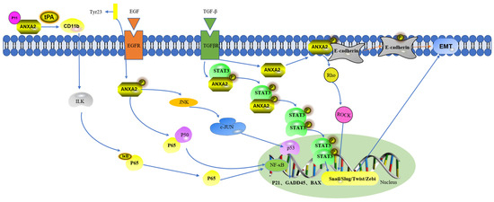 Annexin A2: A Double-Edged Sword in Pathogen Infection