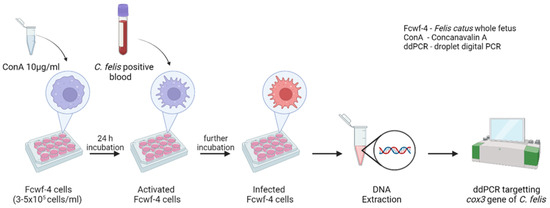 The Establishment of a Novel In Vitro System for Culturing Cytauxzoon felis