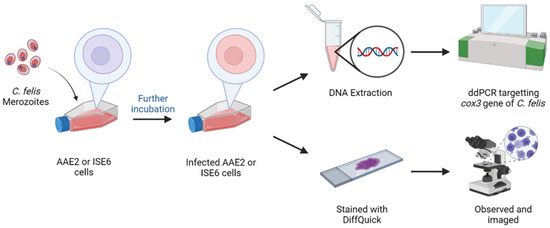 The Establishment of a Novel In Vitro System for Culturing Cytauxzoon felis