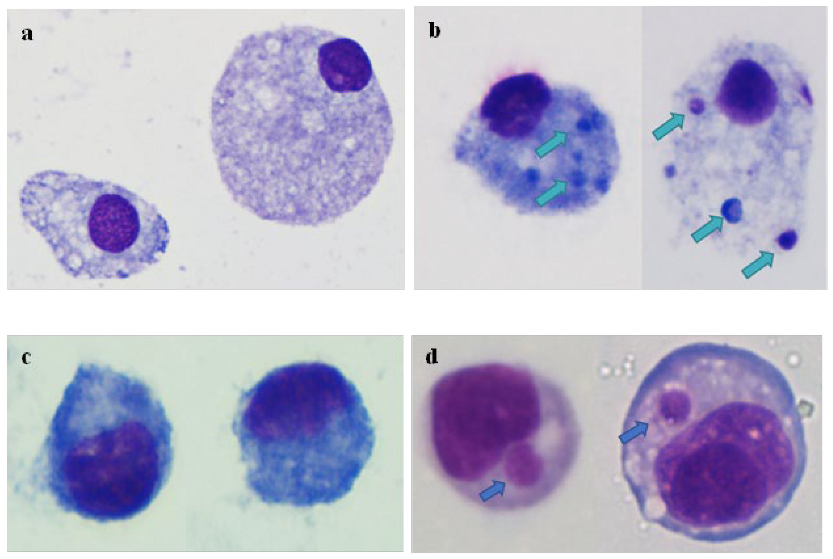 The Establishment of a Novel In Vitro System for Culturing Cytauxzoon felis