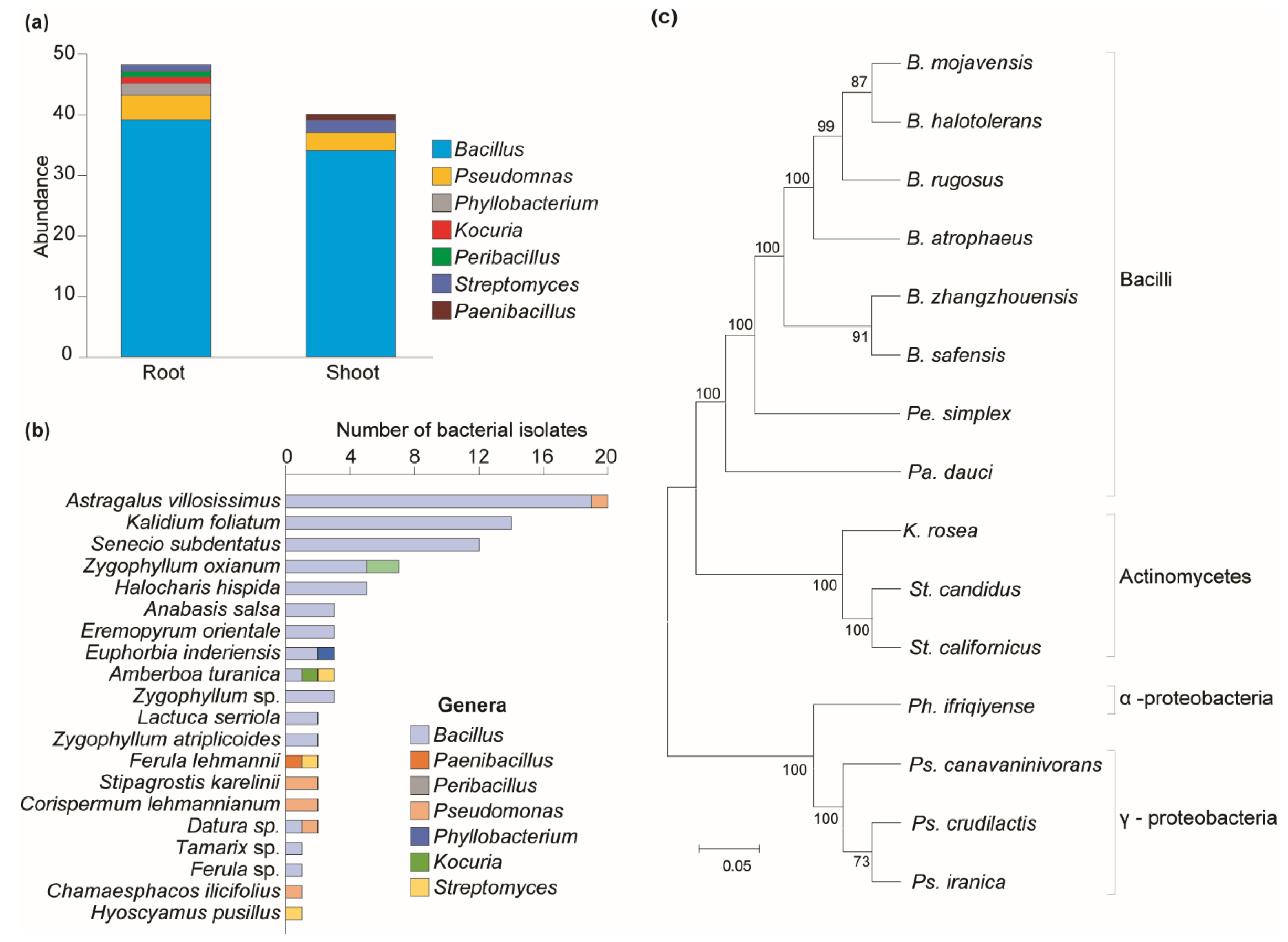 Pathogens | Free Full-Text | Uncovering the Antifungal Potential of Plant-Associated Cultivable ...