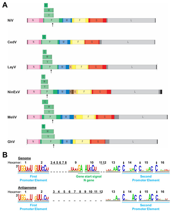 A Comparative Assessment of the Pathogenic Potential of Newly ...